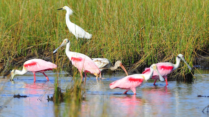 The Business Variety Scale (BVS): A Proven Framework for Measuring Organizational Variety - Galaxiez